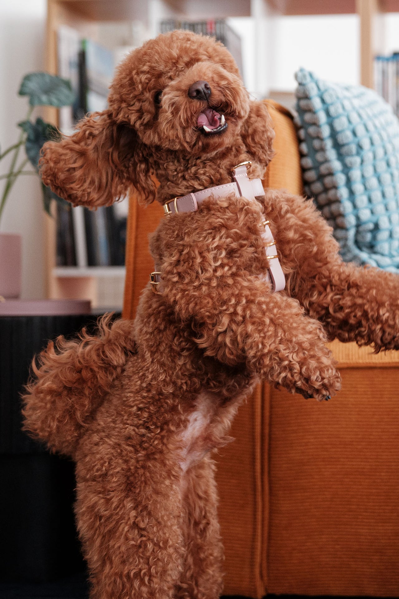 Pink Nara harness - Luxury accessories for your dog | Branni Pets